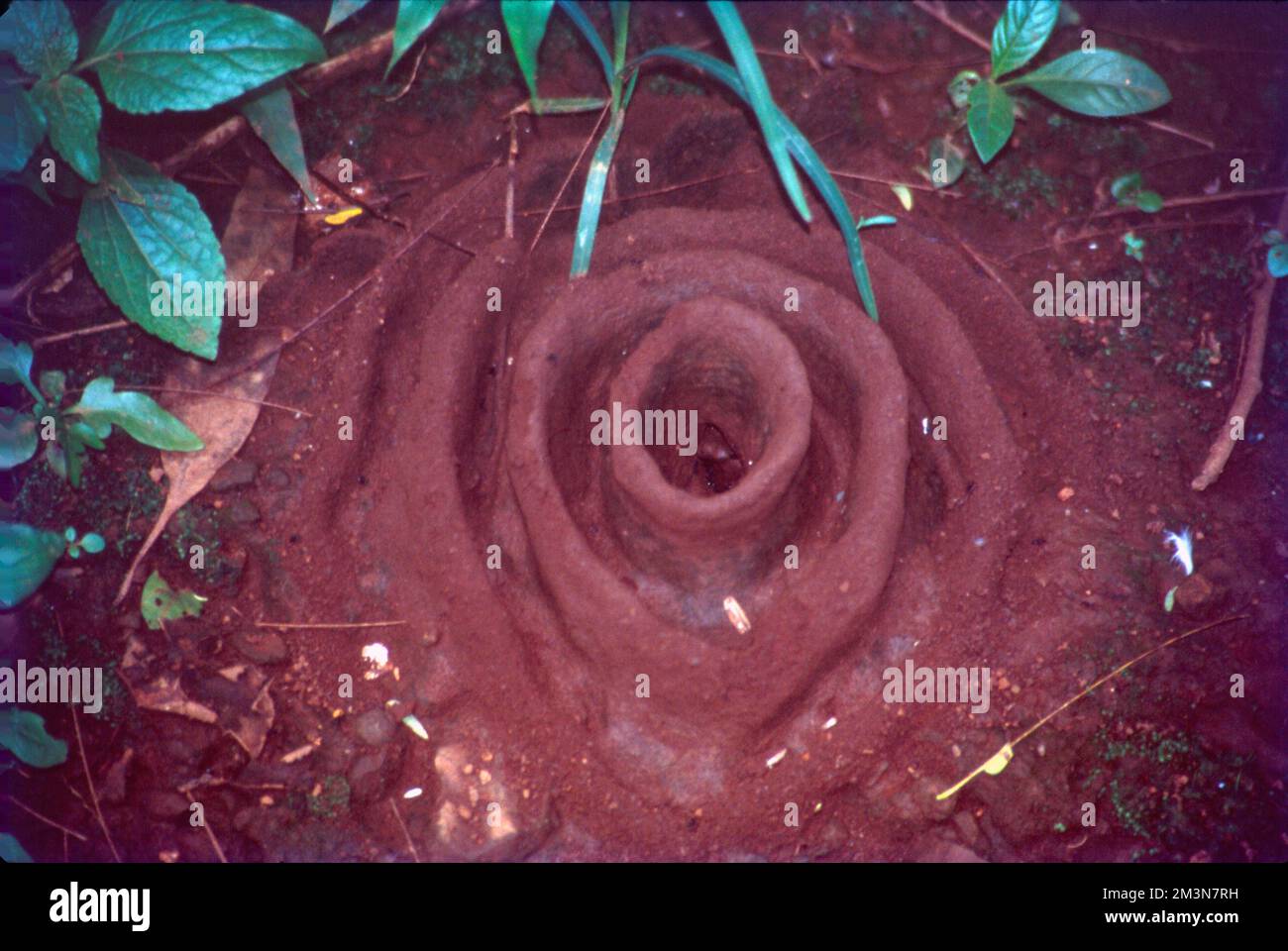 Mounded nest hi-res stock photography and images - Alamy