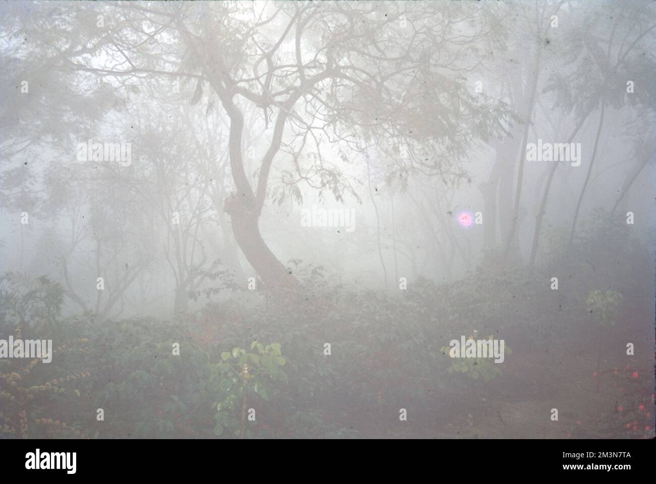 Mist is a phenomenon caused by small droplets of water suspended in the ...