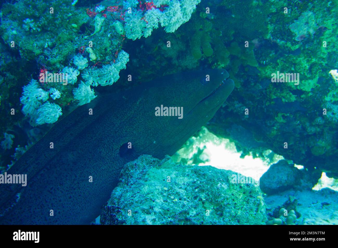 A large, big moray eel with large sharp teeth hiding in the colourful ...