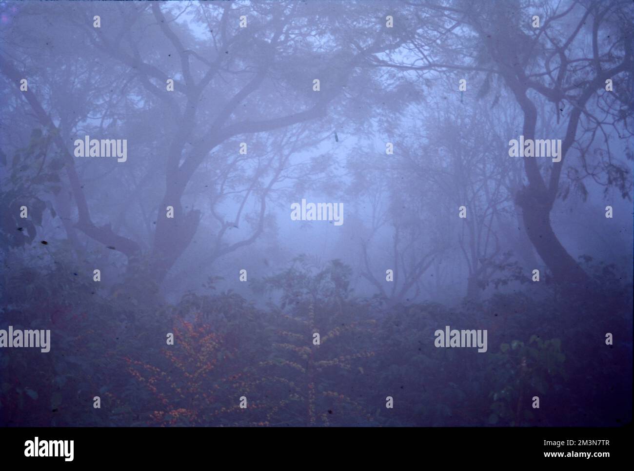 Mist is a phenomenon caused by small droplets of water suspended in the ...