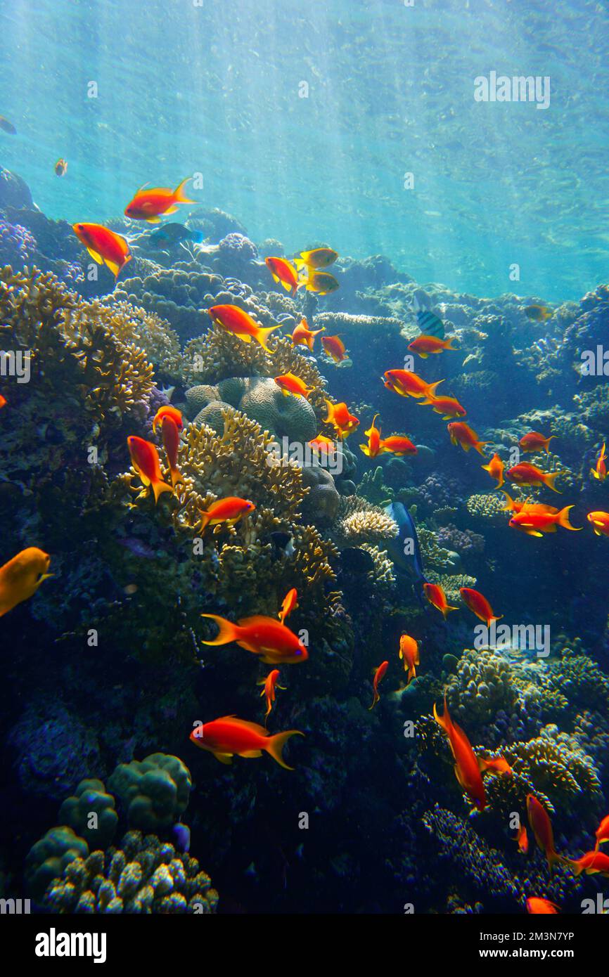 Beautiful Coral Reef With Many Colorful Fishes and Goldfish In The Red Sea In Egypt. Blue Water ...