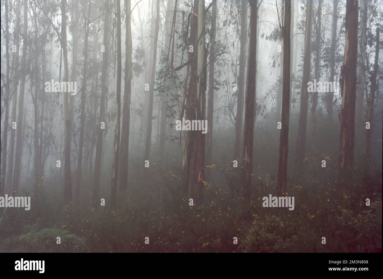 Mist is a phenomenon caused by small droplets of water suspended in the ...