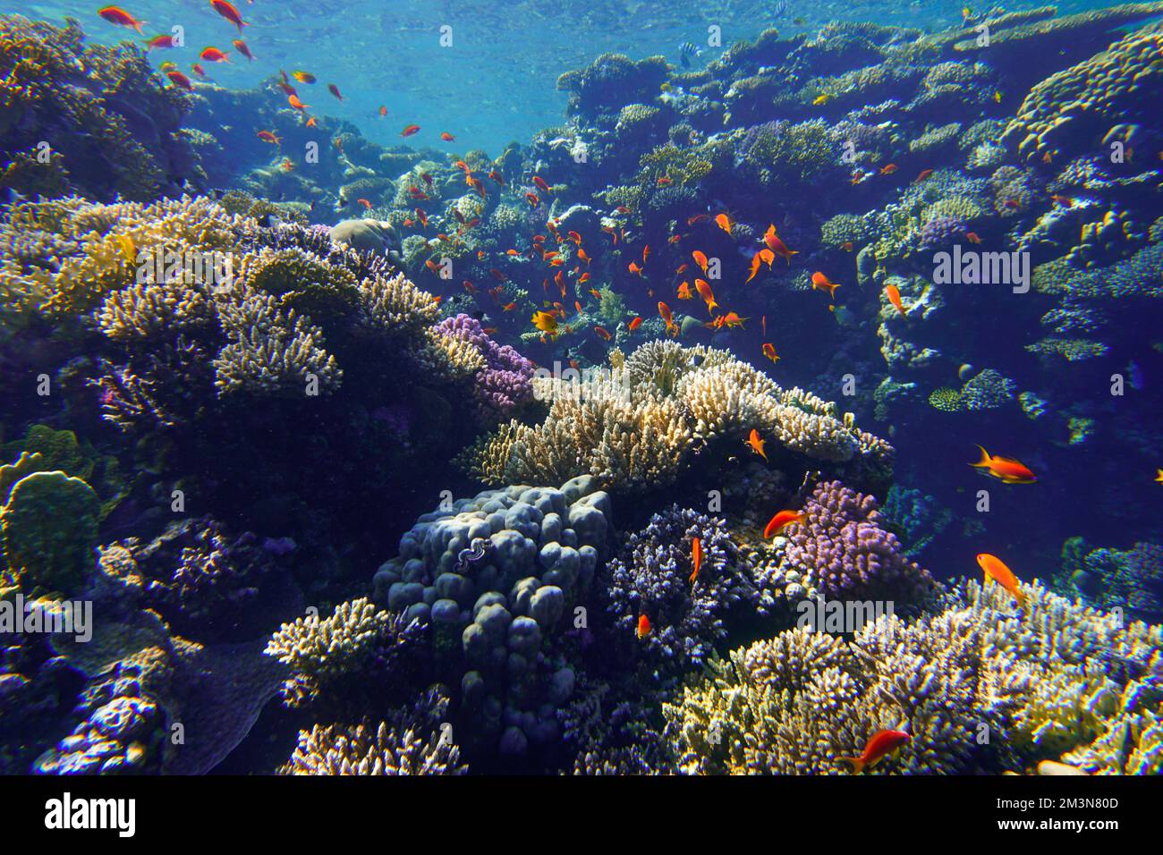 Beautiful Coral Reef With Many Colorful Fishes and Goldfish In The Red ...