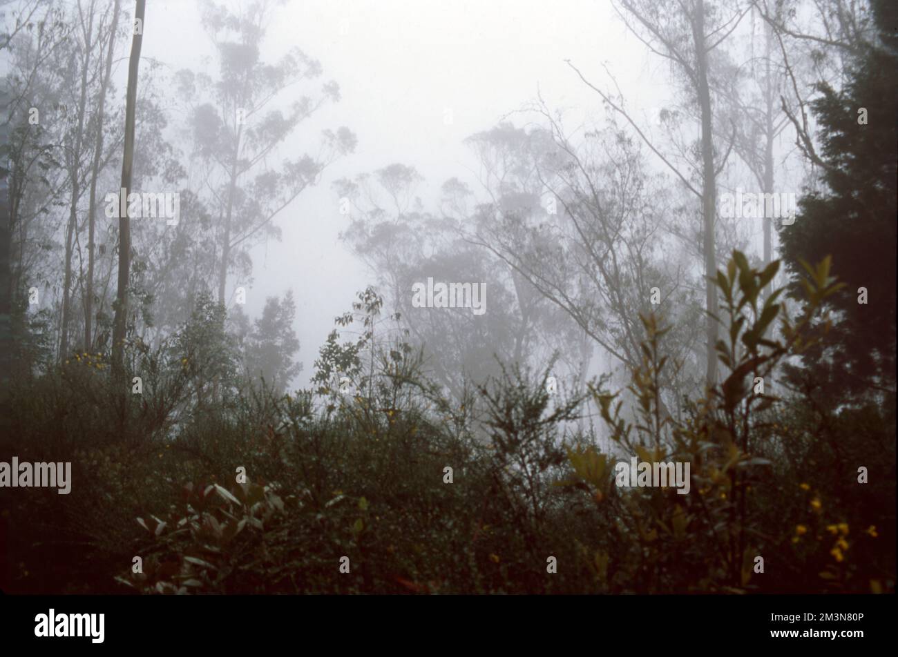 Mist is a phenomenon caused by small droplets of water suspended in the ...