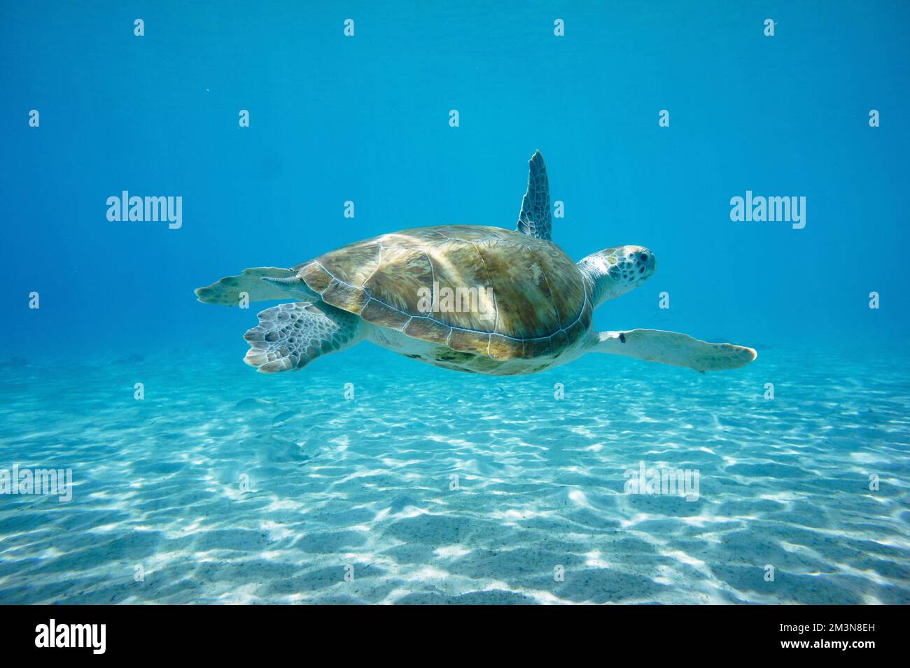 Beautiful Green Sea Turtle Swimming In The Caribbean Sea. Blue Water ...