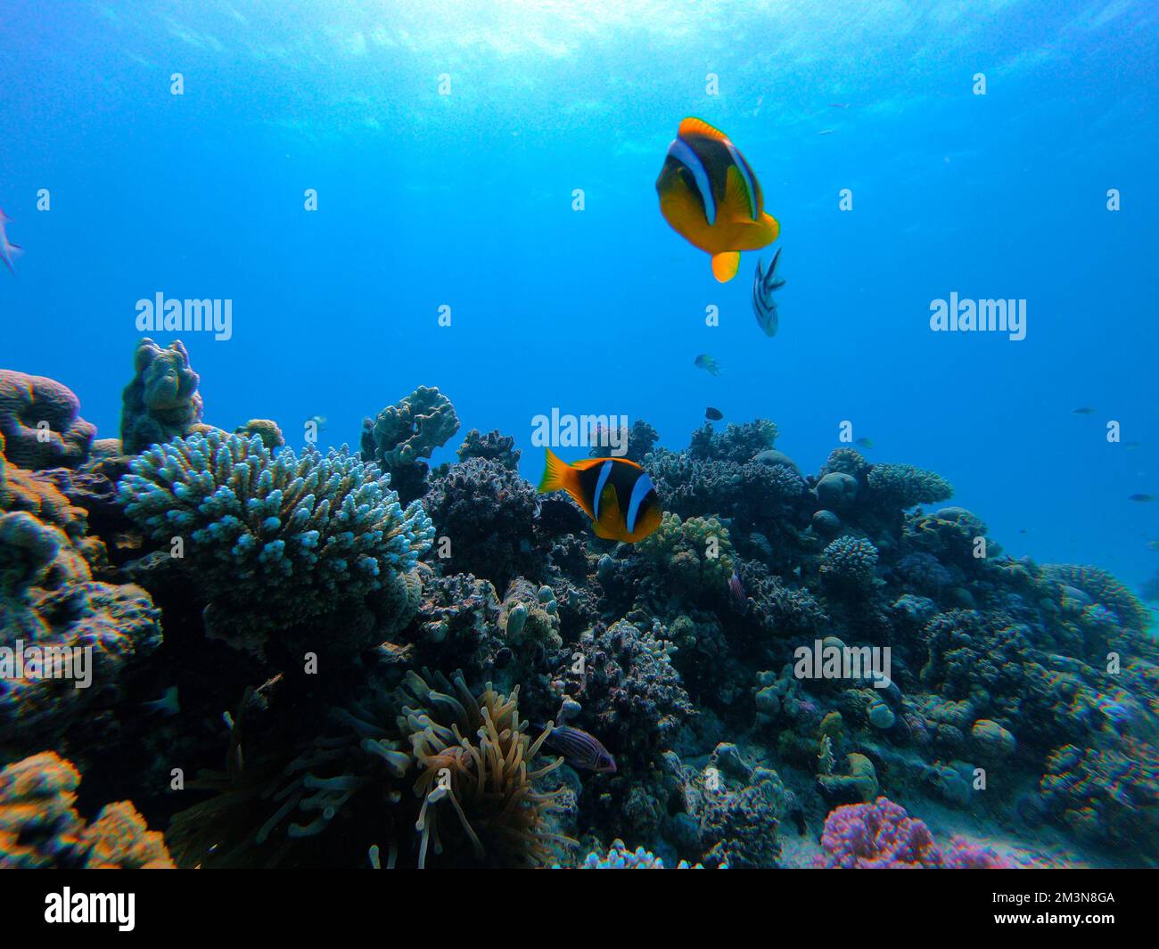 Beautiful clownfish Nemo from Finding Nemo in the anemone in the warm ...