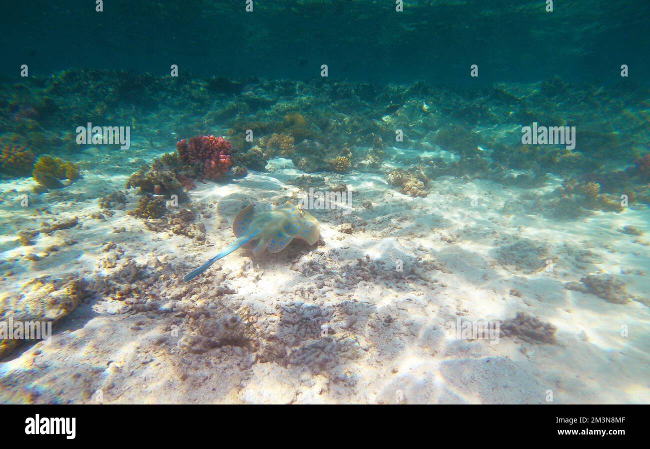 A blue spotted stingray swimming in the sand patch of the colourful ...