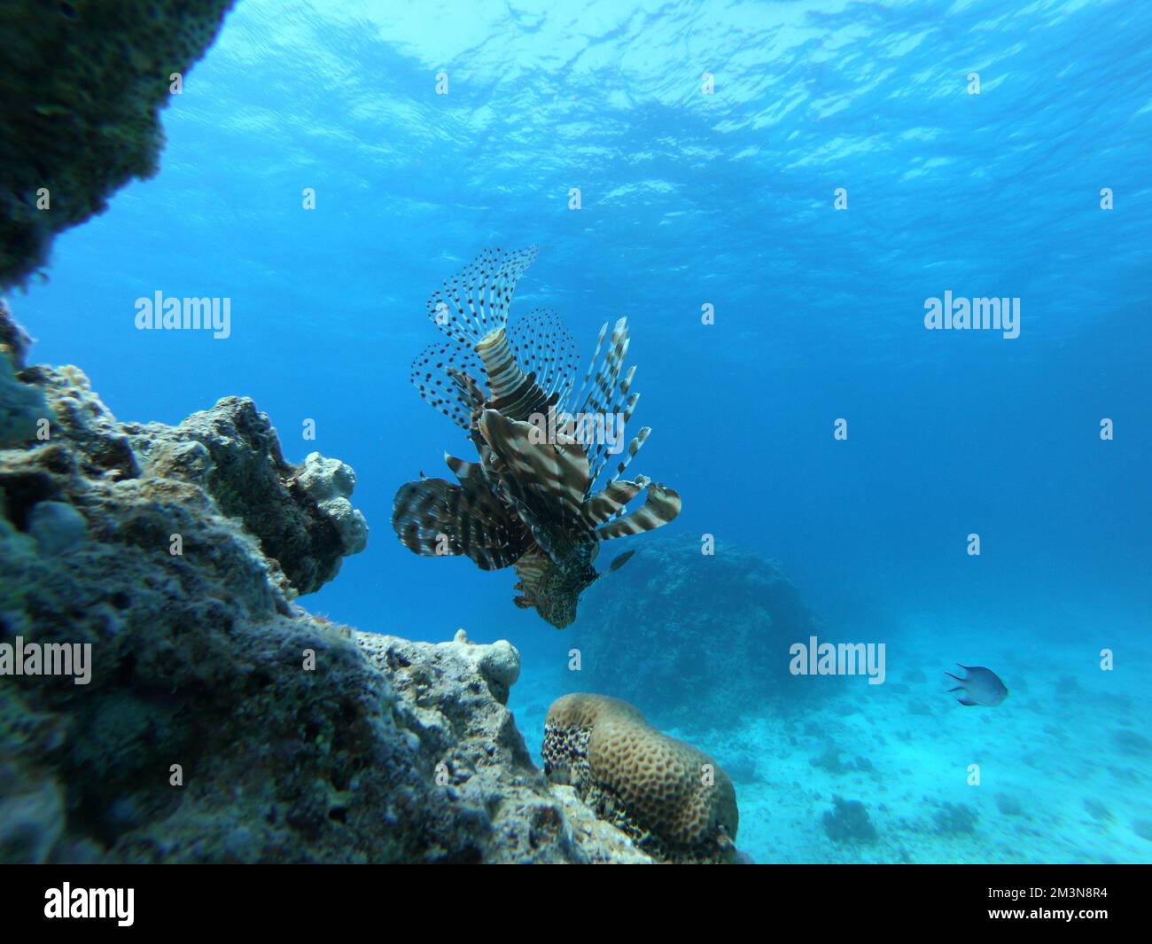 A beautiful lion fish in the colourful coral reef in the Red Sea in ...