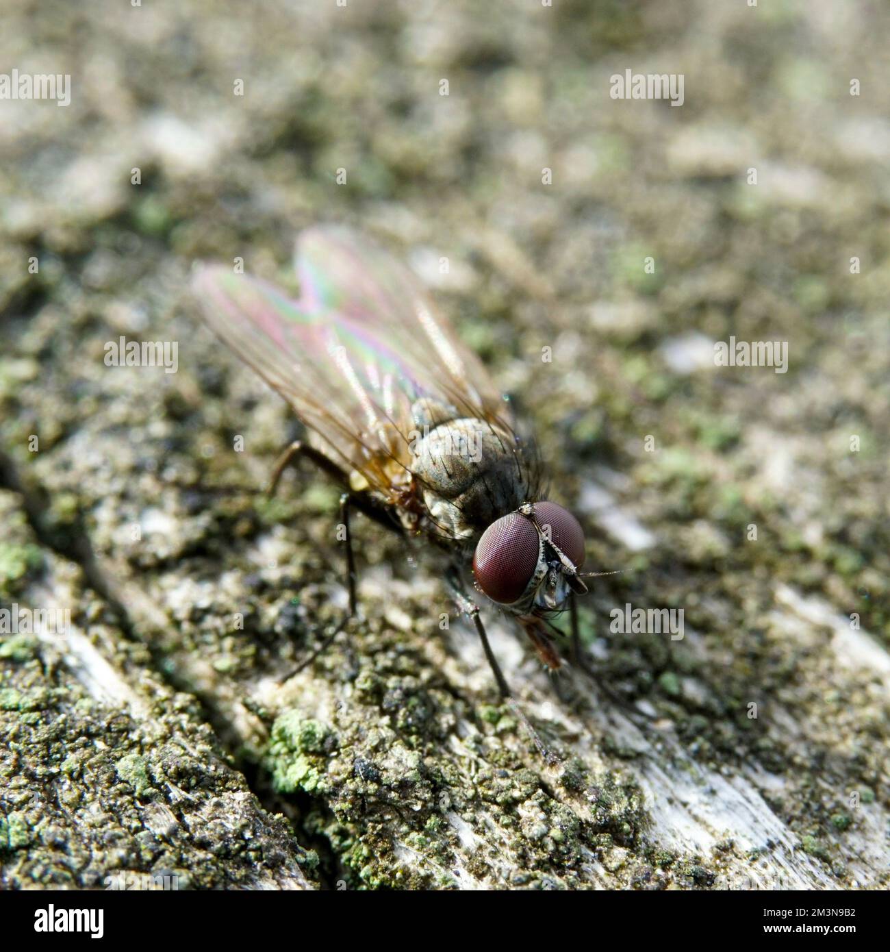 Macro of fly hi-res stock photography and images - Alamy