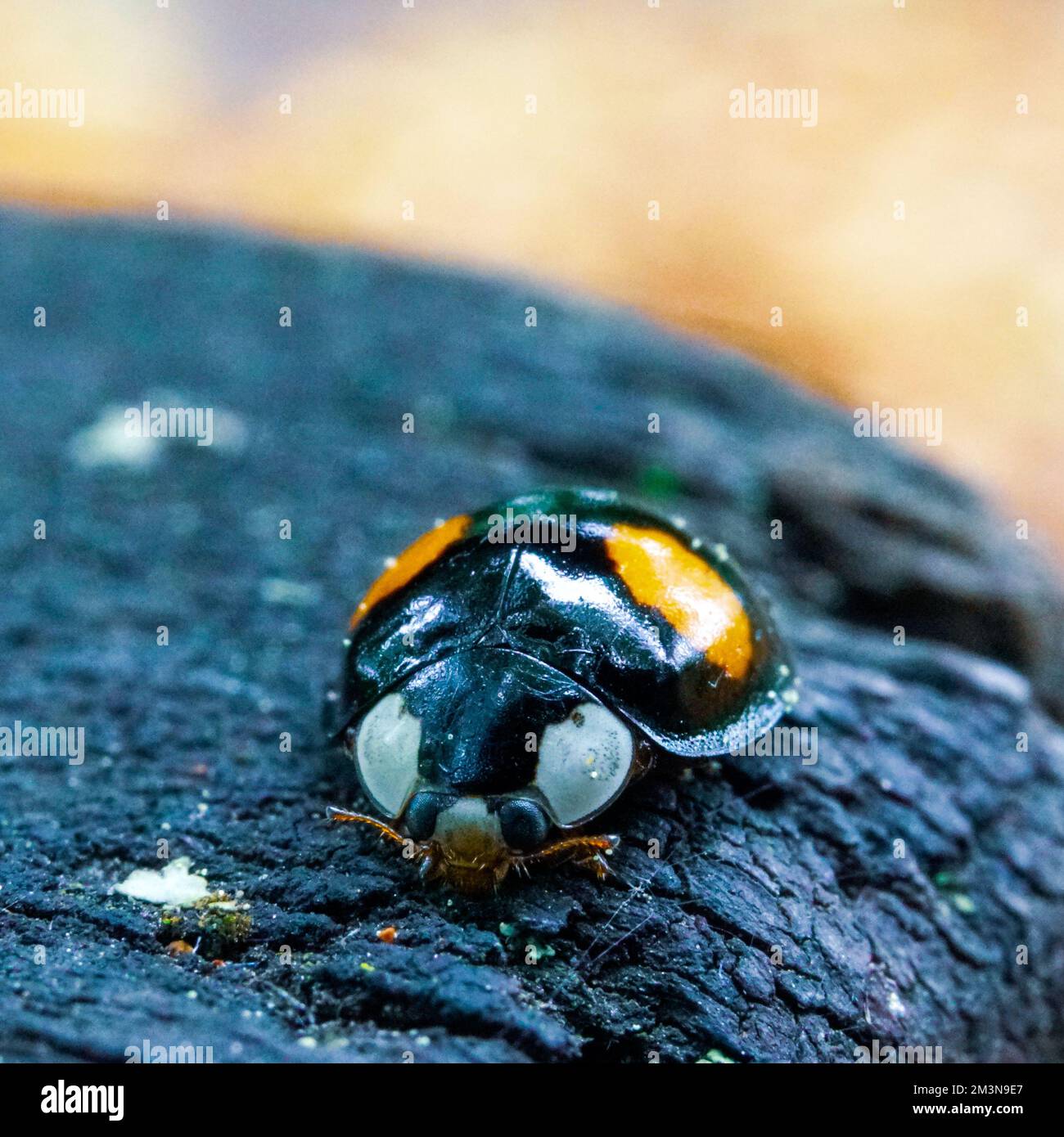 Insect macro shot, fly, ladybug Stock Photo - Alamy