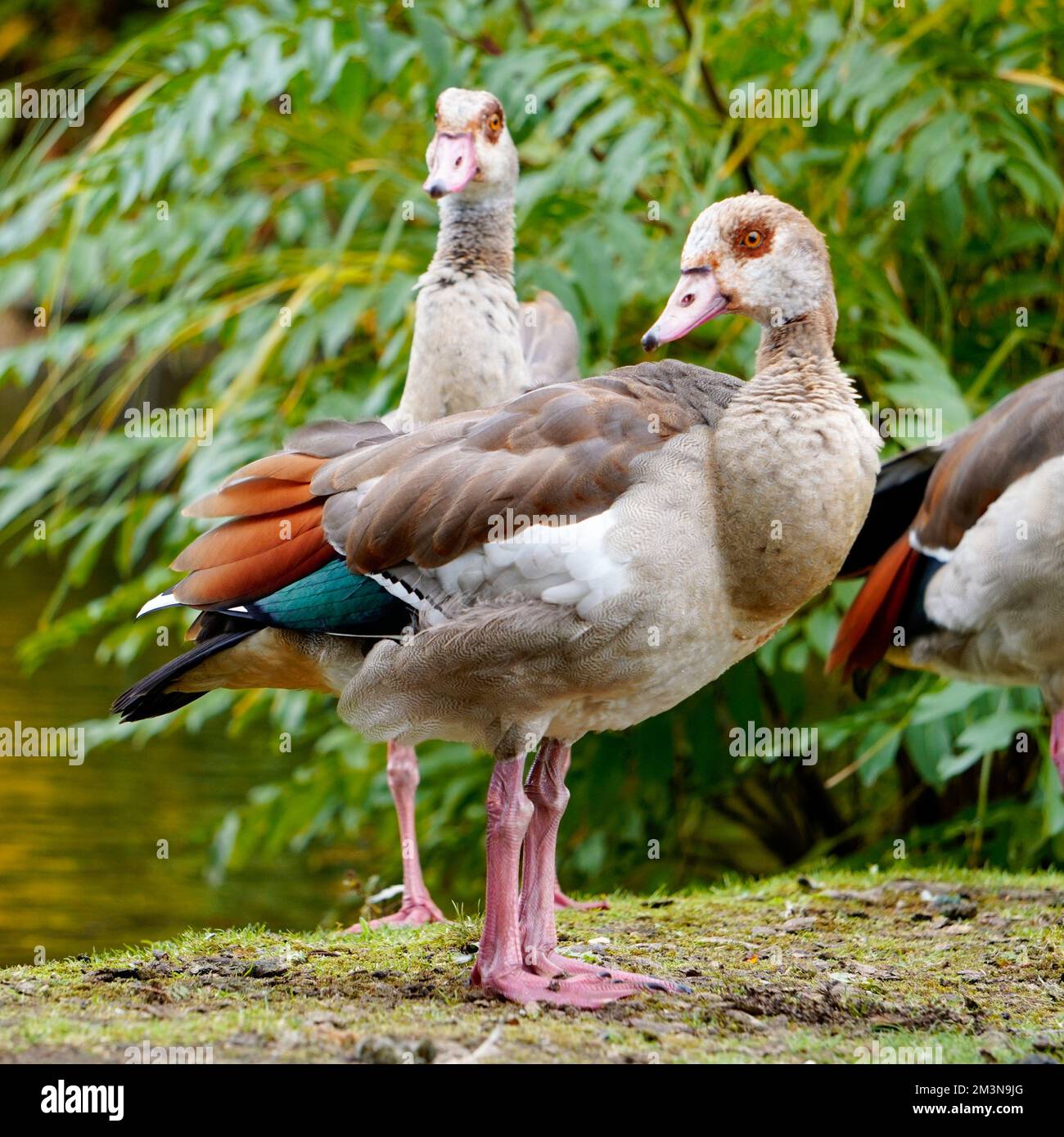 A beautiful egyptian goose, duck in the park. Surrounded with a lake ...