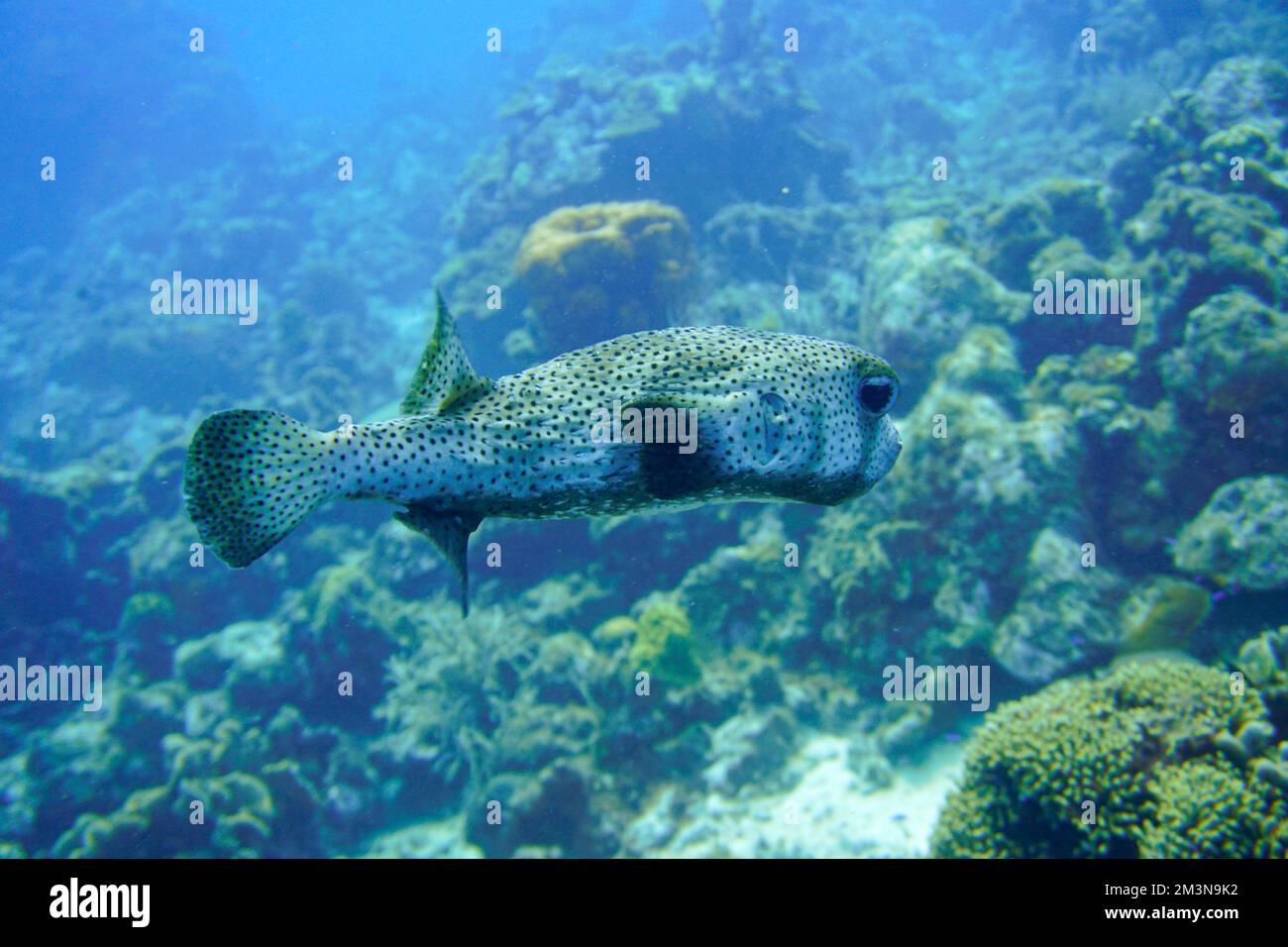 Porcupine fish, pufferfish with military camo pattern Fugu In The ...