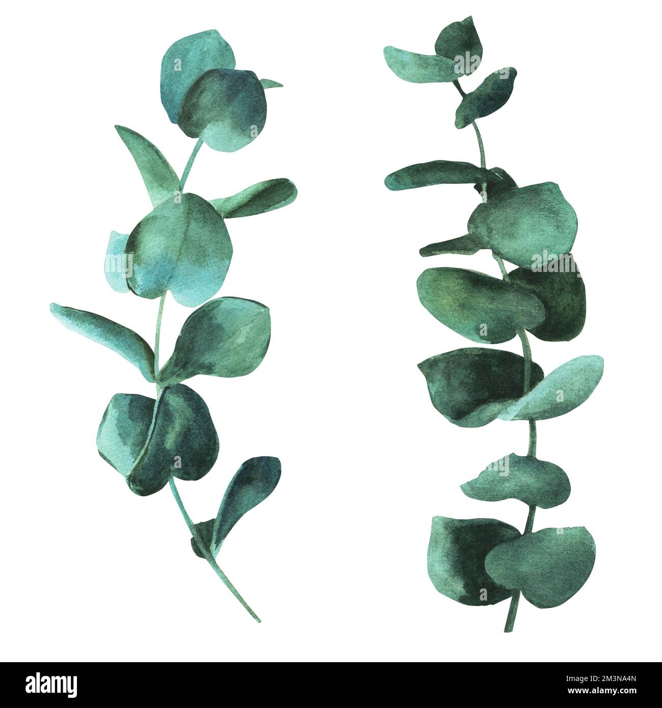 Eucalyptus branches isolated design Cut Out Stock Images & Pictures - Alamy