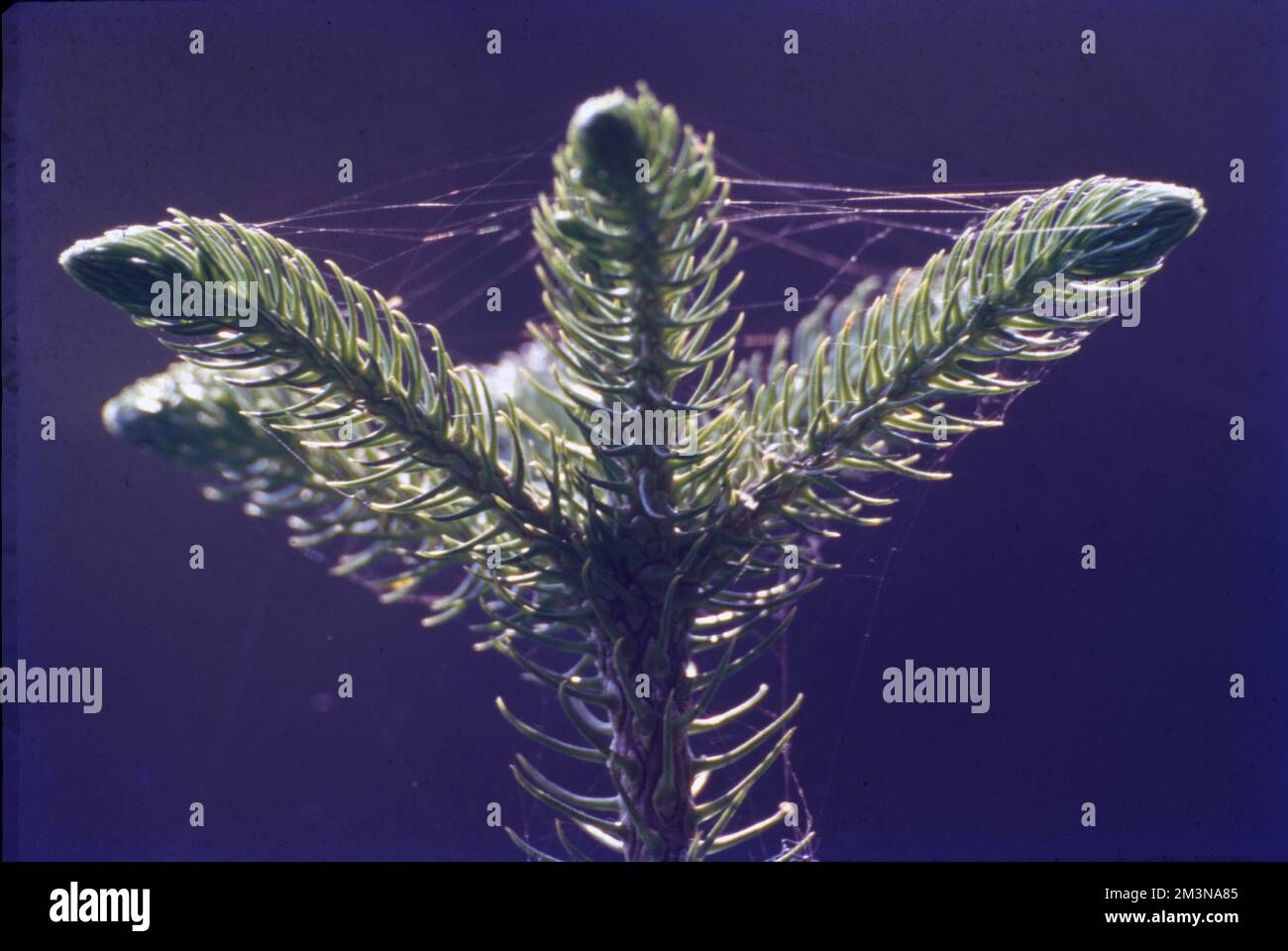 Tangles of silken threads hi-res stock photography and images - Alamy