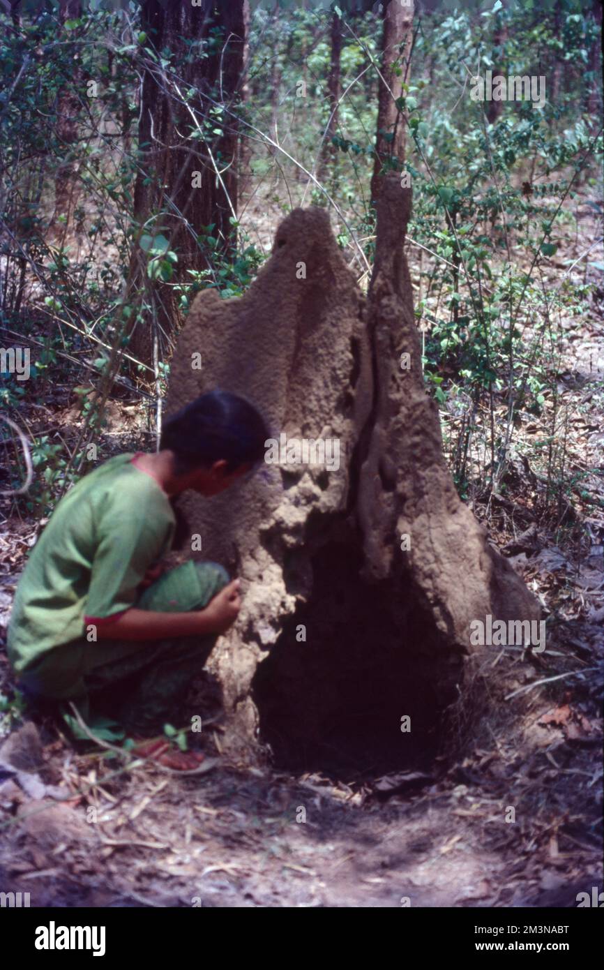Mound-building termites are a group of termite species that live in ...