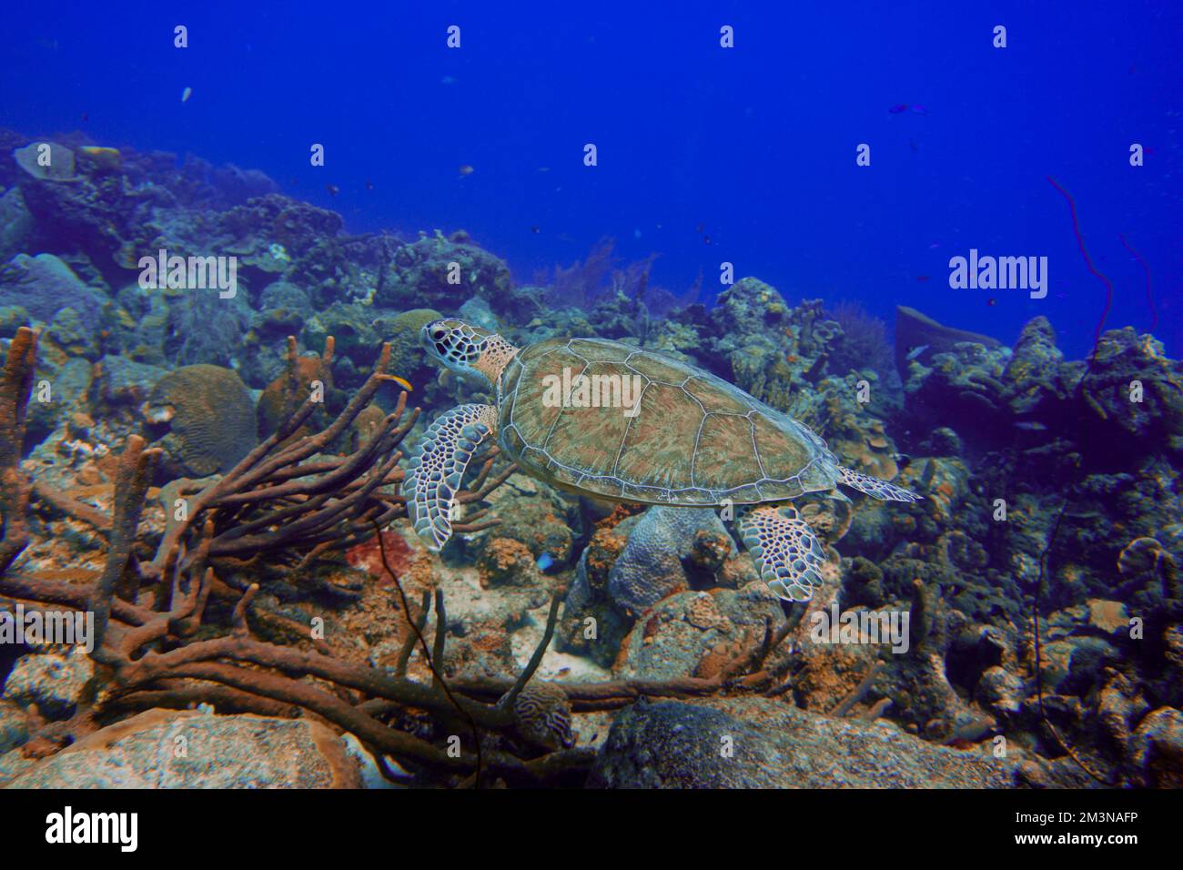 Beautiful Green Sea Turtle Swimming In The Caribbean Sea. Blue Water ...