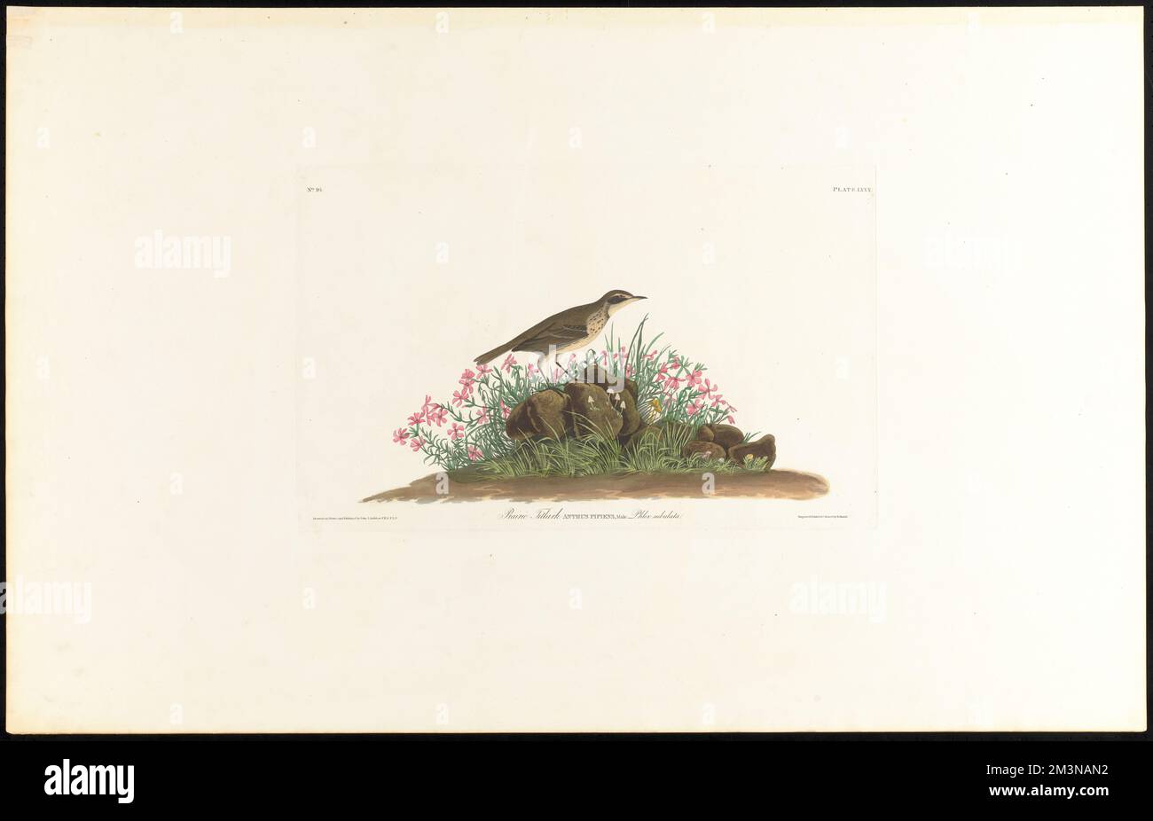 Prairie titlark : Anthus pipiens. Male. Phlox subulata. c.1 v.1 plate ...