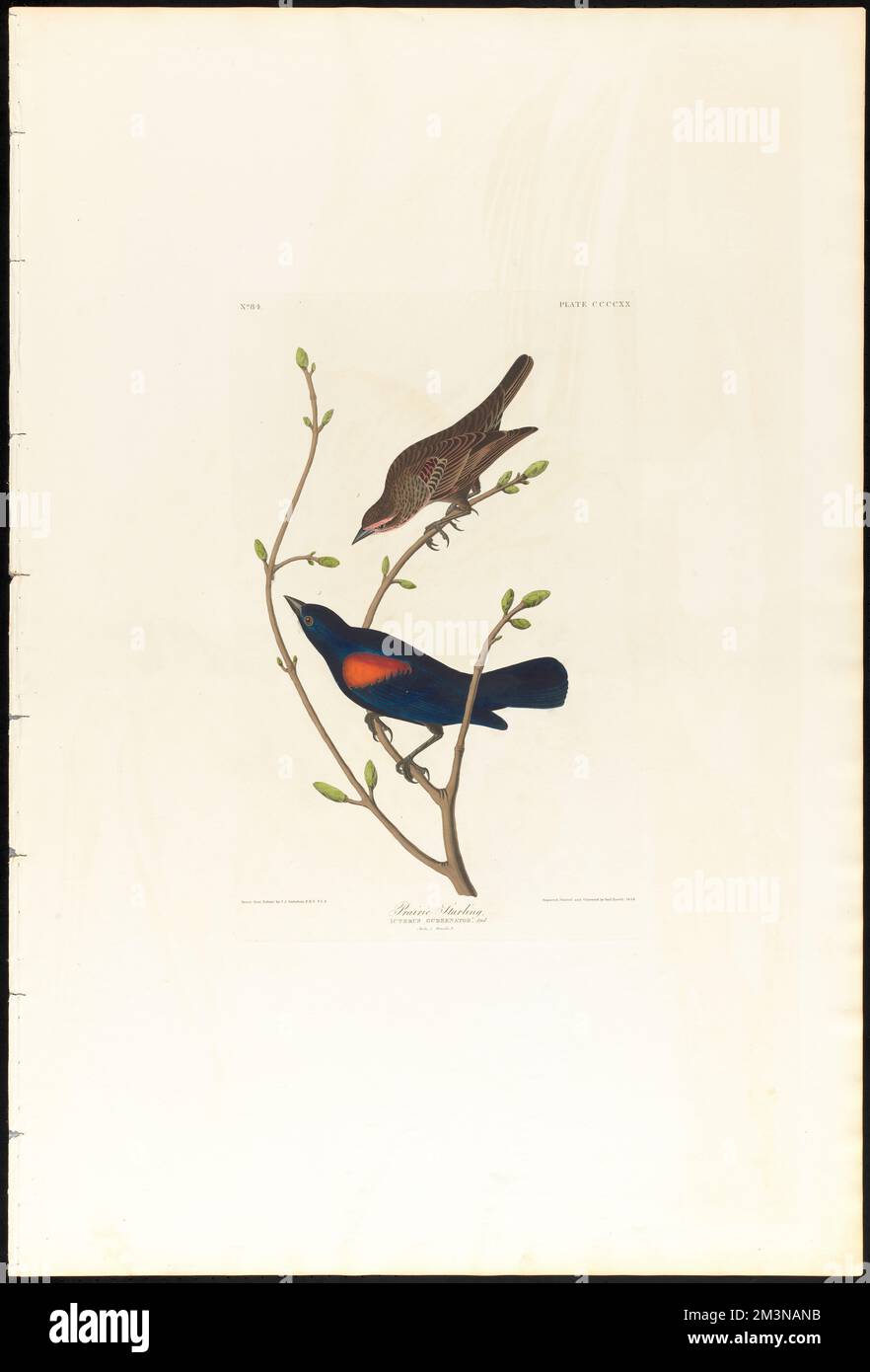 Prairie starling : Icterus gubernator, Aud. Male, 1. Female, 2. c.1 v.4 ...