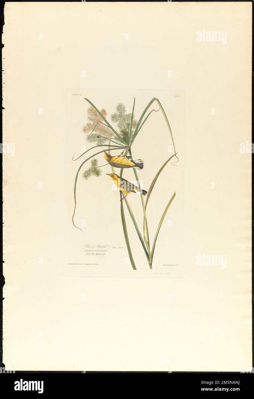 Prairie warbler : 1. Male. 2. Female. Sylvia discolor. Plant vulgo ...