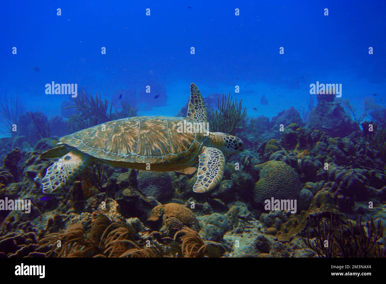 Beautiful Green Sea Turtle Swimming In The Caribbean Sea. Blue Water ...