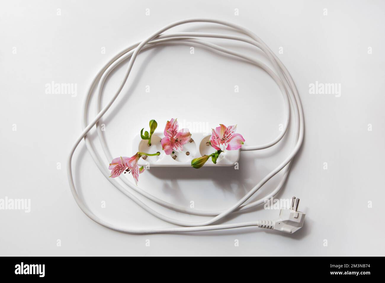 Renewable energy, white power plug socket and pink flower isolated on ...