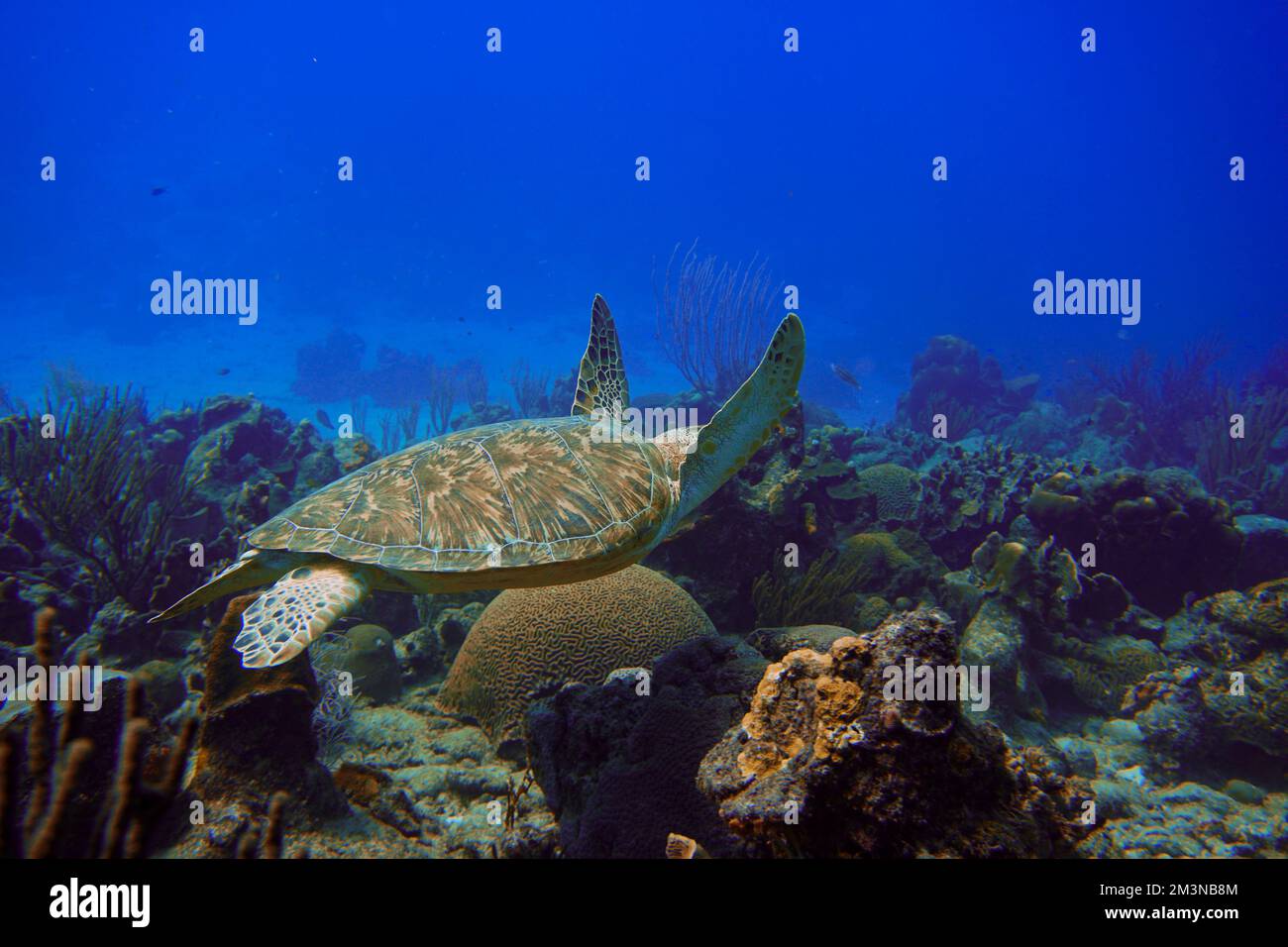 Beautiful Green Sea Turtle Swimming In The Caribbean Sea. Blue Water ...