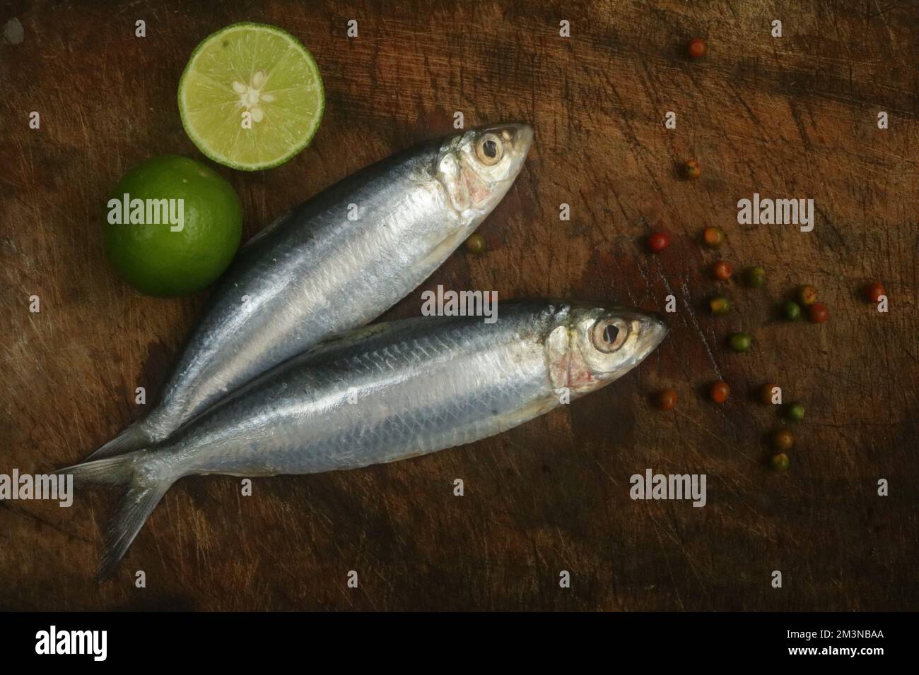 Trenched sadinella, Bleeker's smooth belly Stock Photo - Alamy