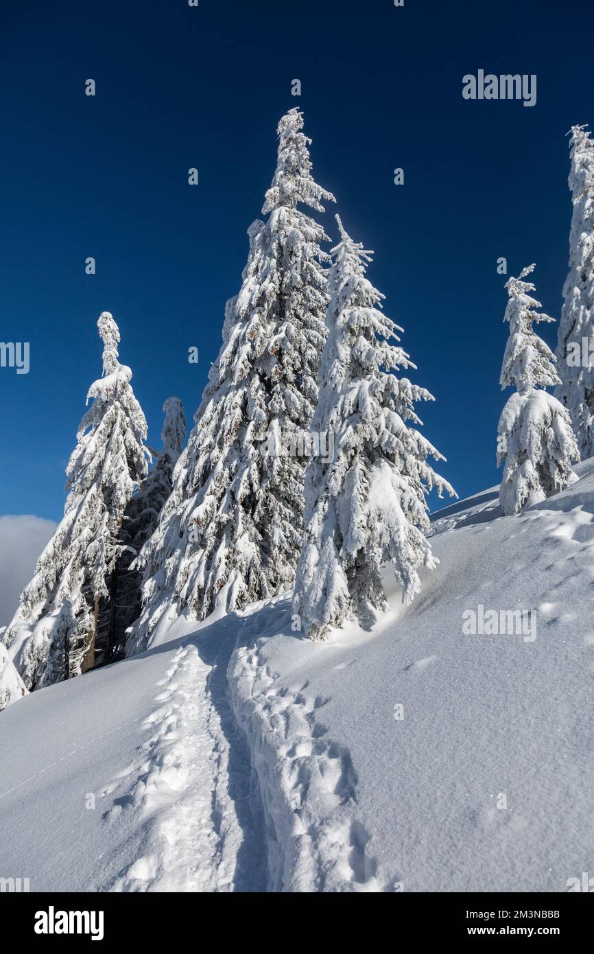 Tall dark green spruce trees covered with snow on mountain peaks and ...