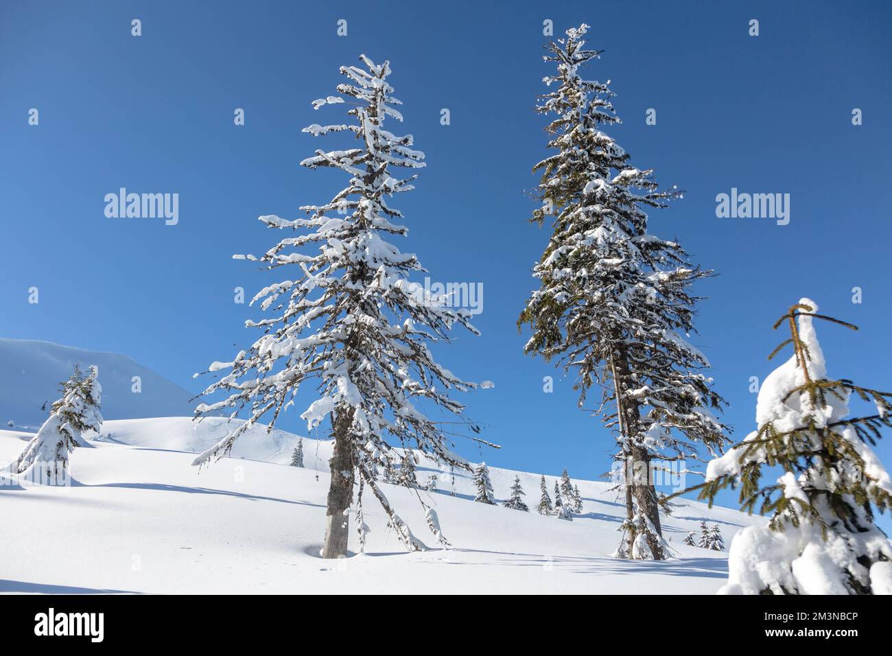 Dry spruce trees in the middle of a winter snowy forest in a ...