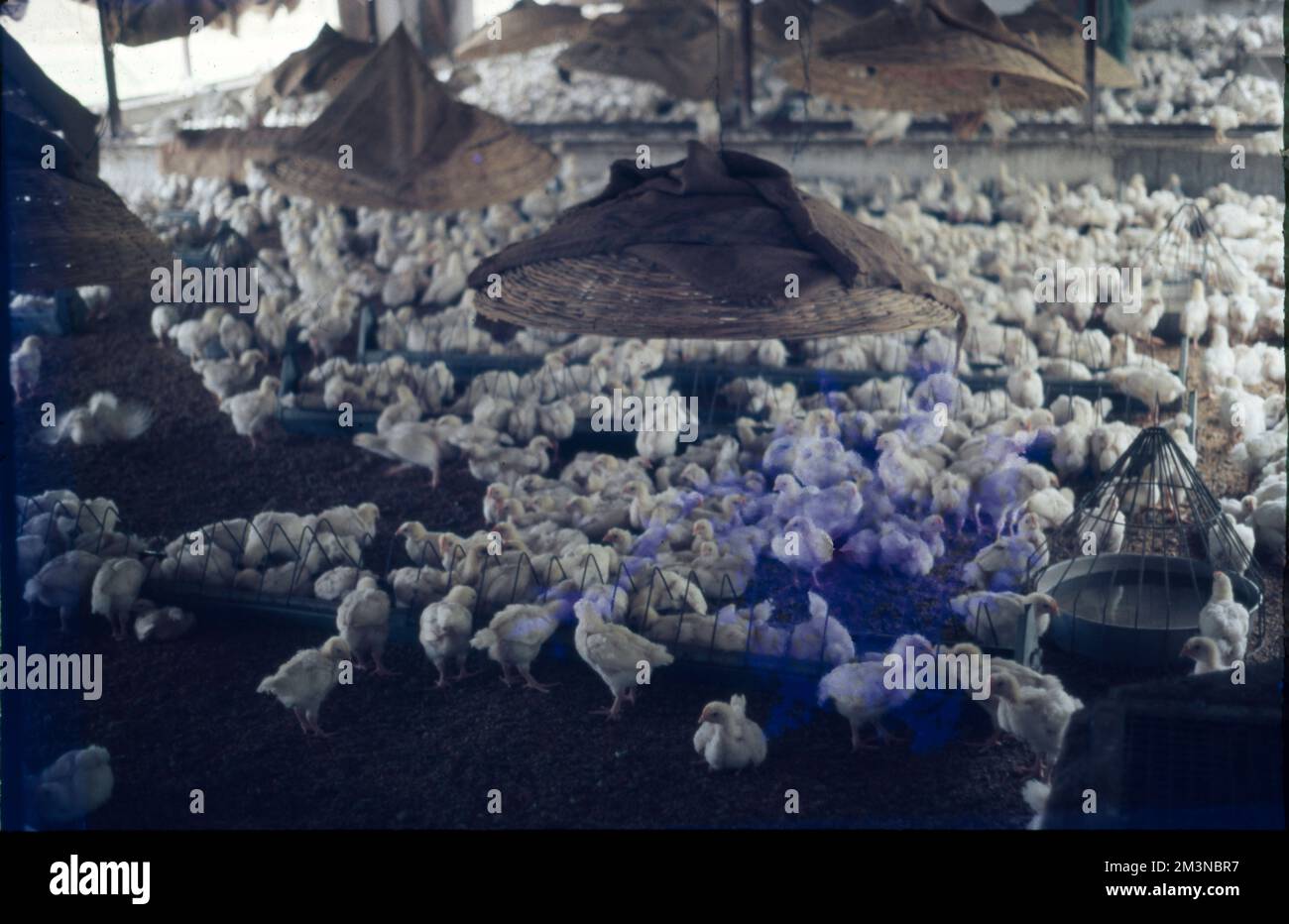 Broiler chicken cages hi-res stock photography and images - Alamy