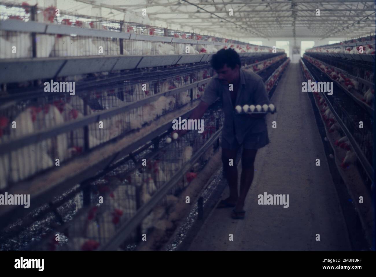 Poultry farming is beneficial for the production of eggs and meat for ...