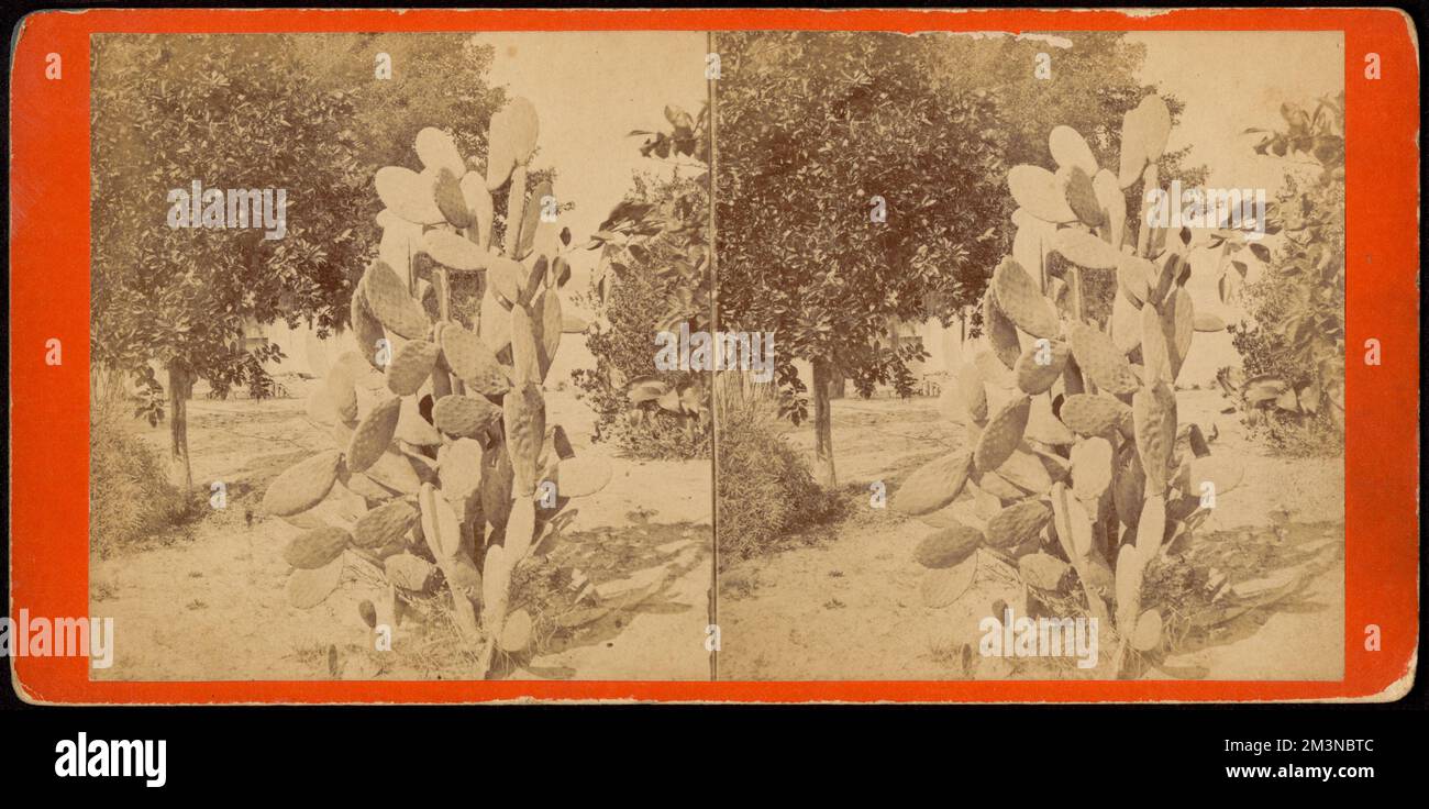 Prickley pear , Cactus, Trees Stock Photo - Alamy