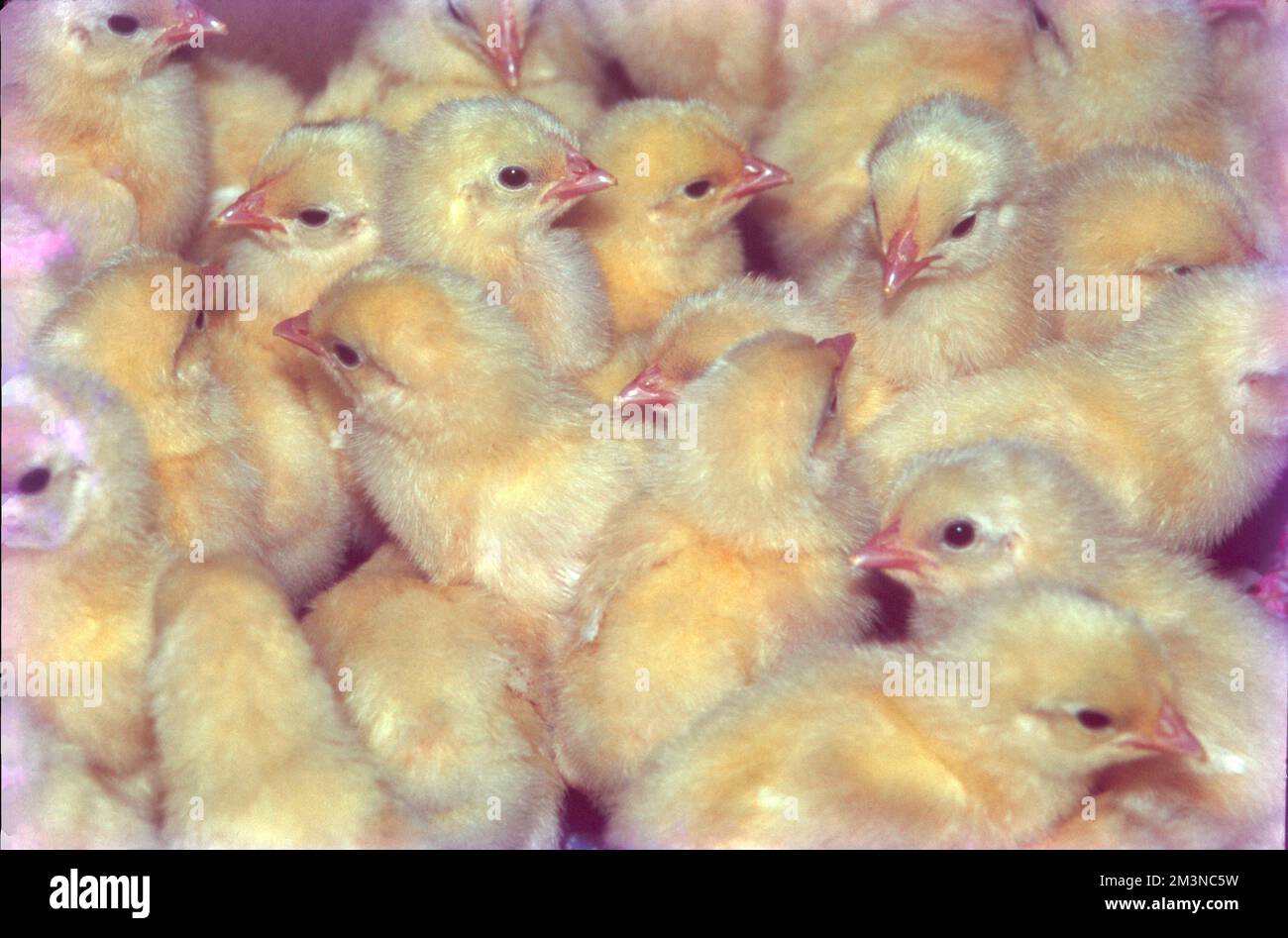 Poultry Farm at Nammakal, Tamil Nadu:- Poultry farming is beneficial ...