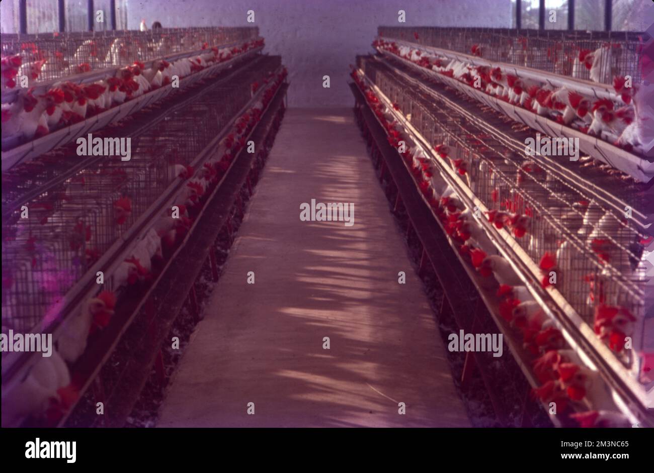 Poultry Farm at Nammakal, Tamil Nadu:- Poultry farming is beneficial ...