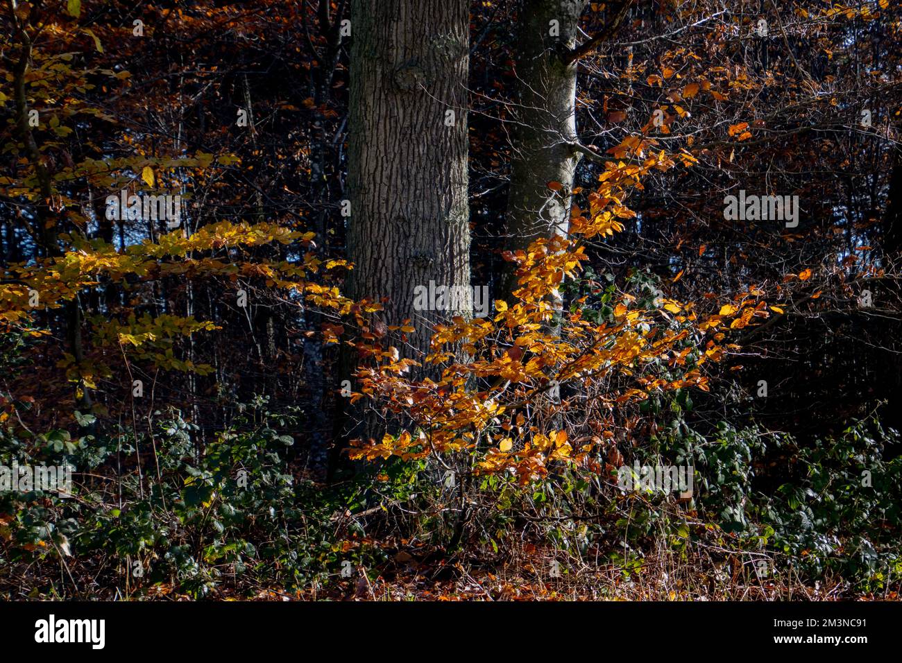 Light colored trunks hi-res stock photography and images - Alamy