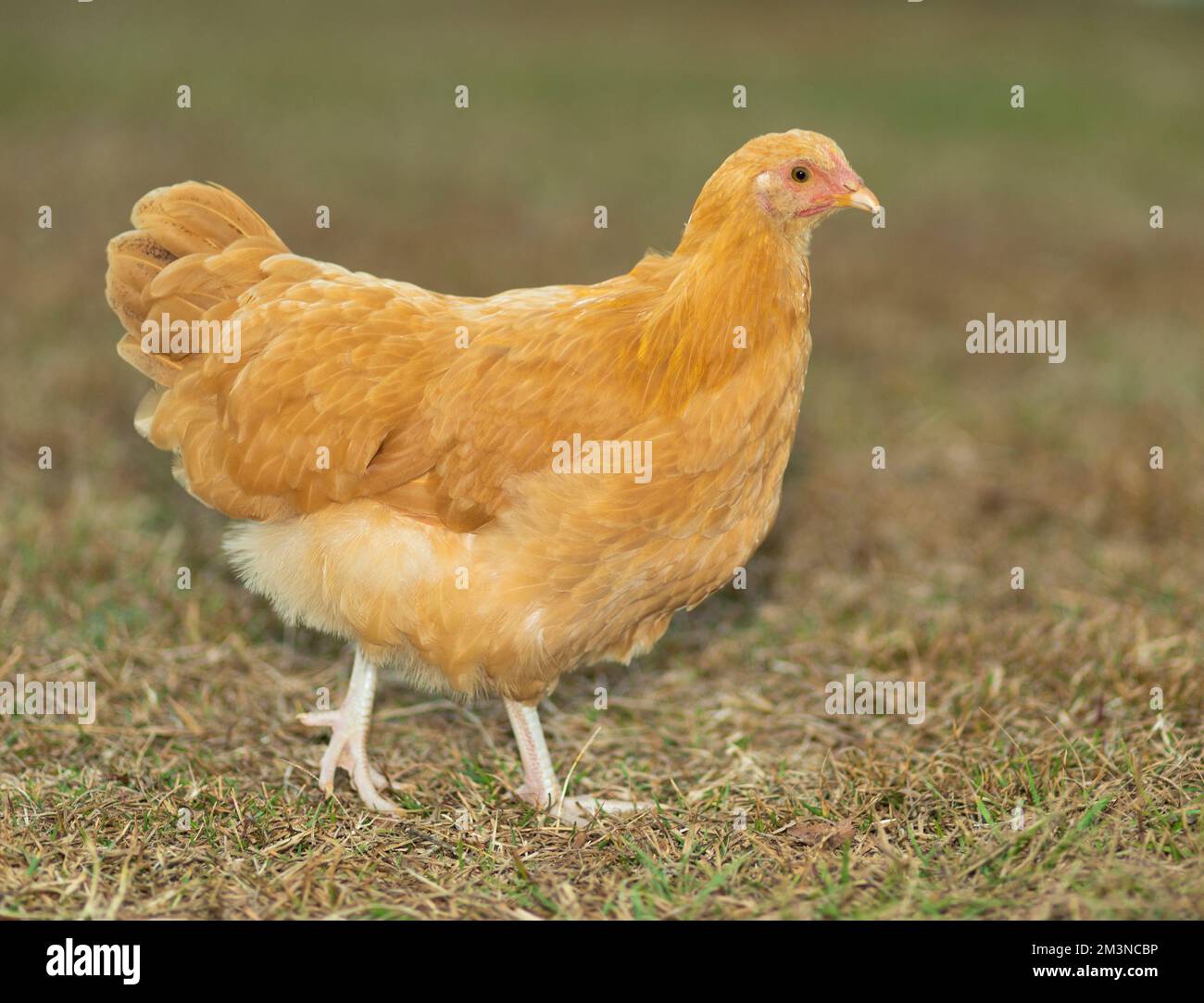 Female chicken hi-res stock photography and images - Alamy