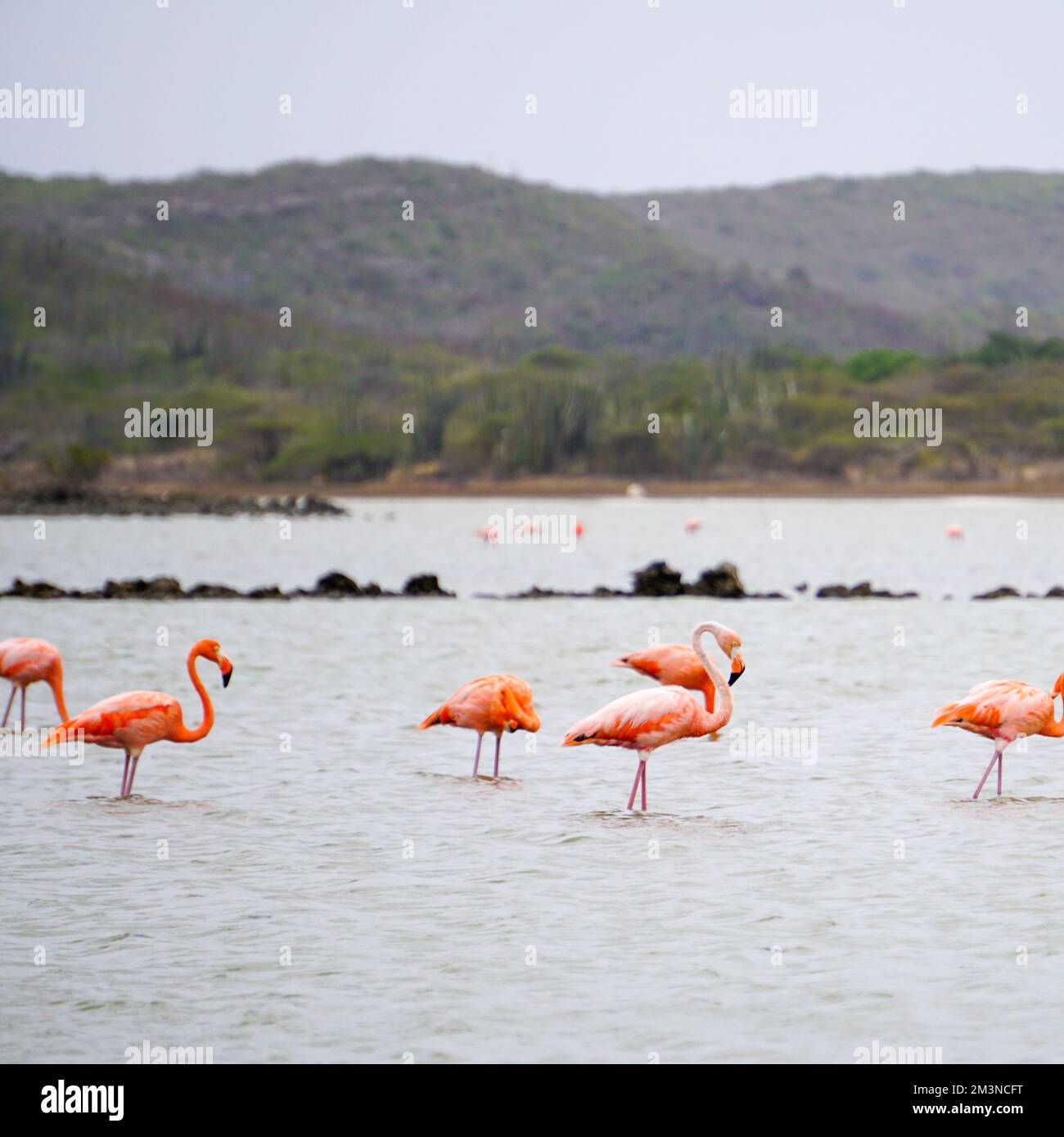 A group of beautiful pink flamingos in the salina, salty shallow lake ...