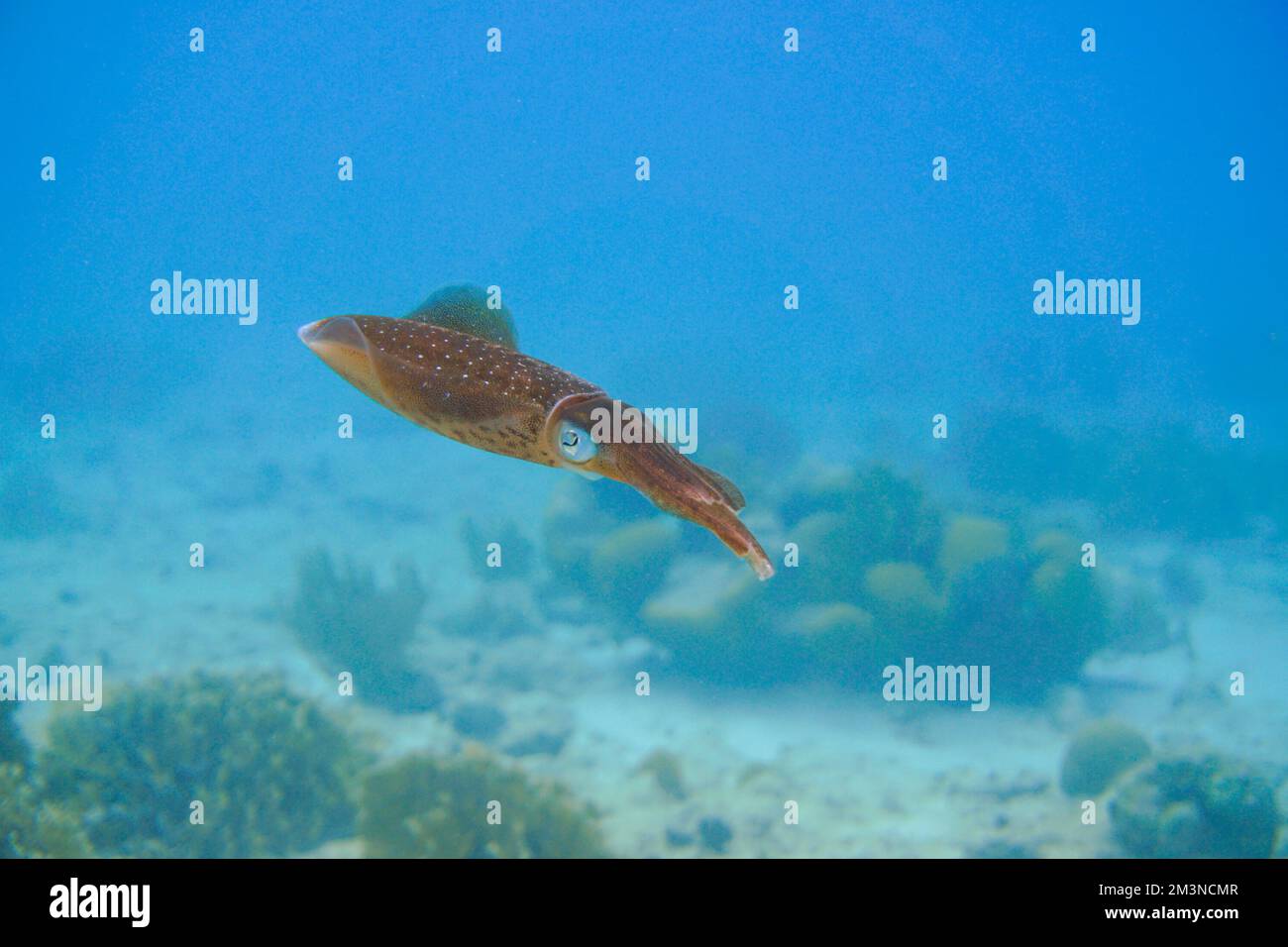 Beautiful brown squid swimming in the blue waters of the Caribbean sea ...