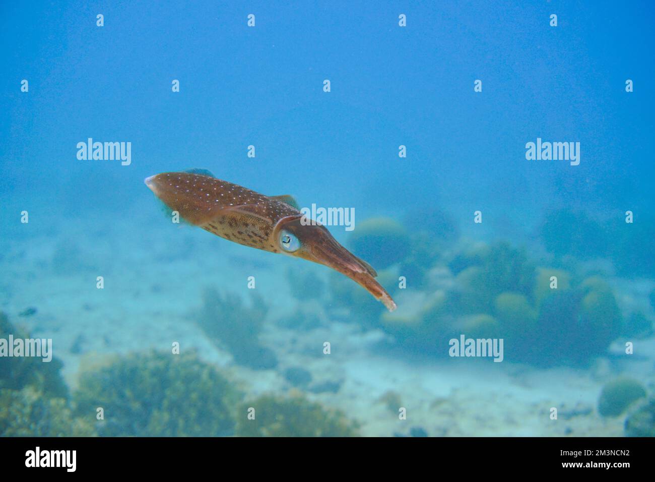 Beautiful brown squid swimming in the blue waters of the Caribbean sea ...