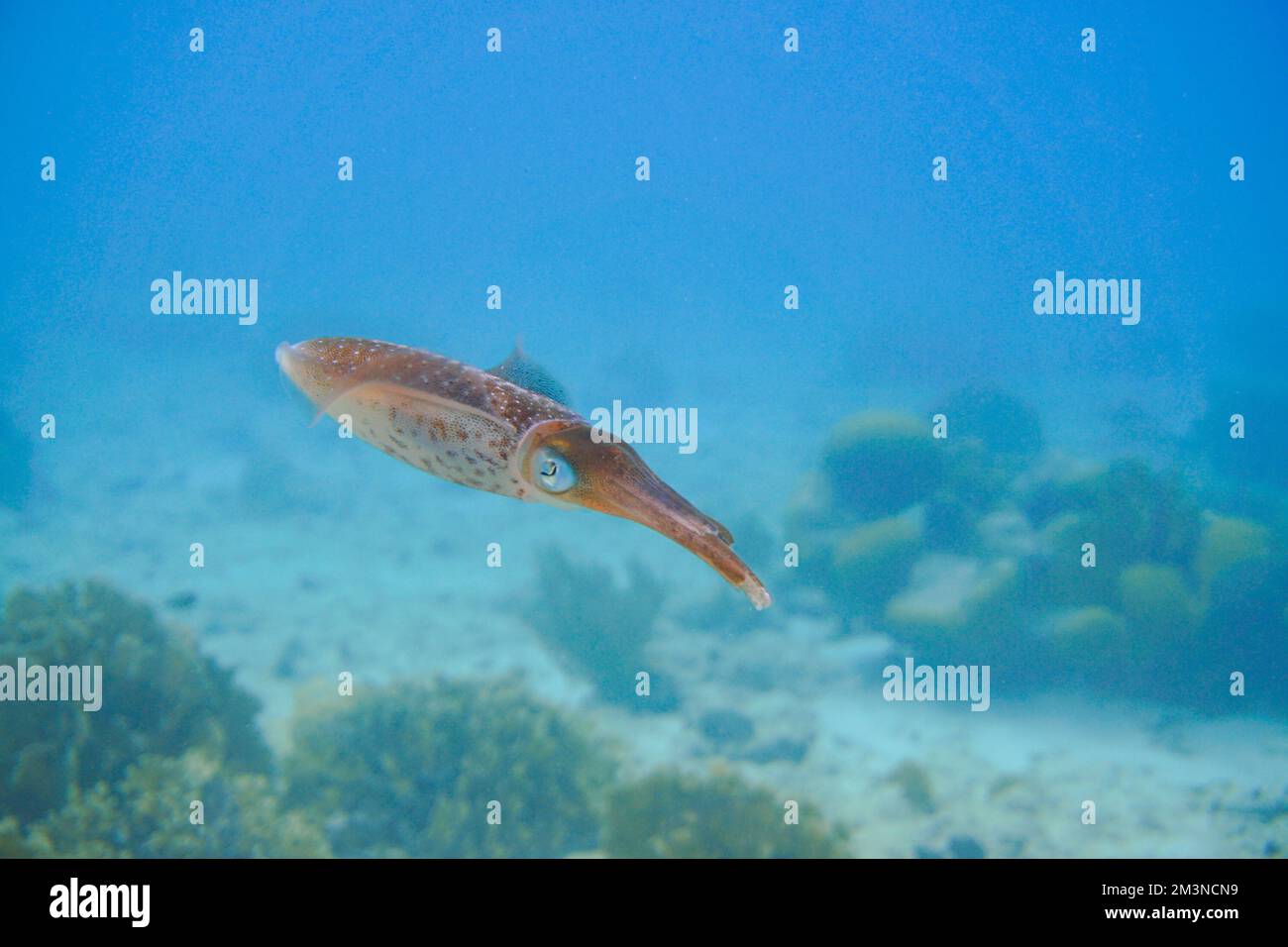 Beautiful brown squid swimming in the blue waters of the Caribbean sea ...