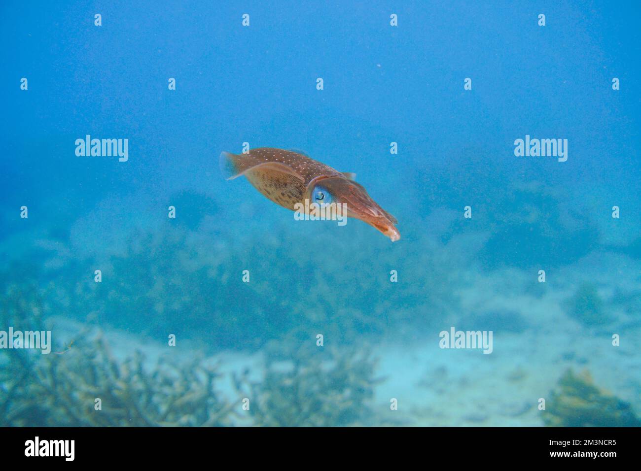 Beautiful brown squid swimming in the blue waters of the Caribbean sea ...
