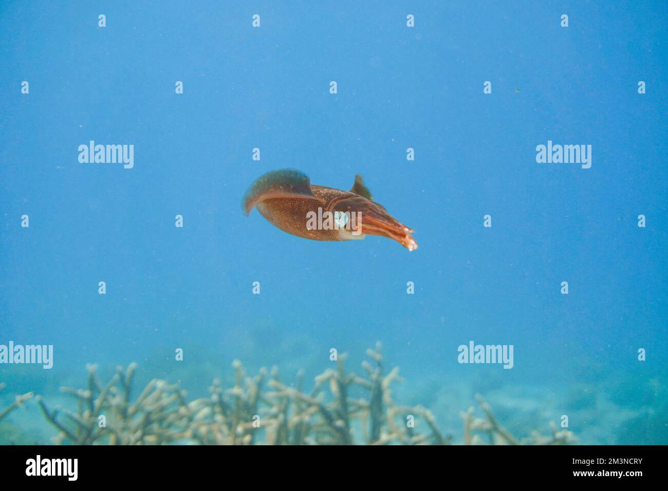 Beautiful brown squid swimming in the blue waters of the Caribbean sea ...