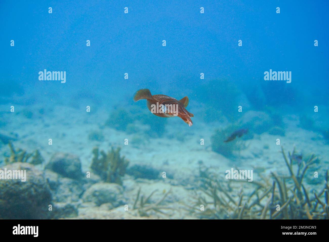 Beautiful brown squid swimming in the blue waters of the Caribbean sea ...