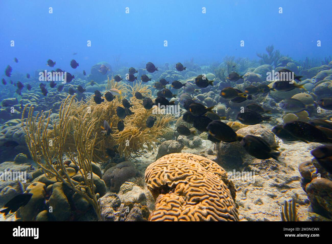 Beautiful Coral Reef With Many Colorful Fishes and Goldfish In The Red ...