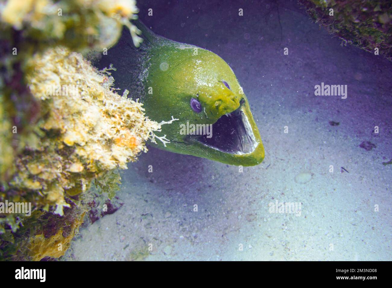 A large, big moray eel with large sharp teeth hiding in the colourful ...