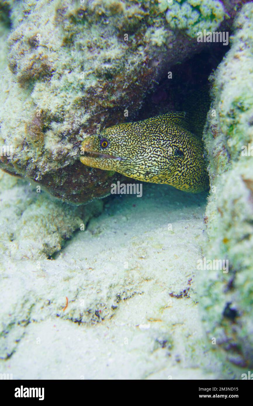 A beautiful spotted moray eel in the colourful coral reef. Scuba Diving ...