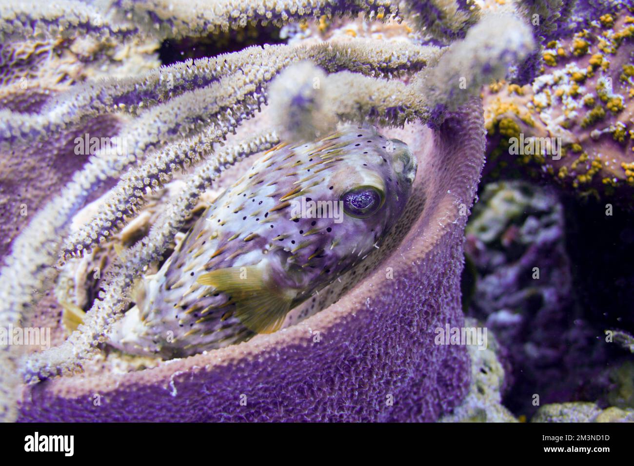 Porcupine fish, pufferfish with military camo pattern Fugu In The ...