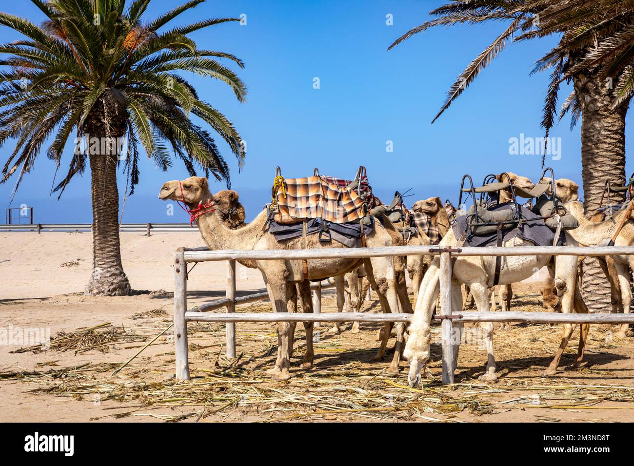 Camel Rides in the Namib Desert in Namibia. Popular tourist attraction ...