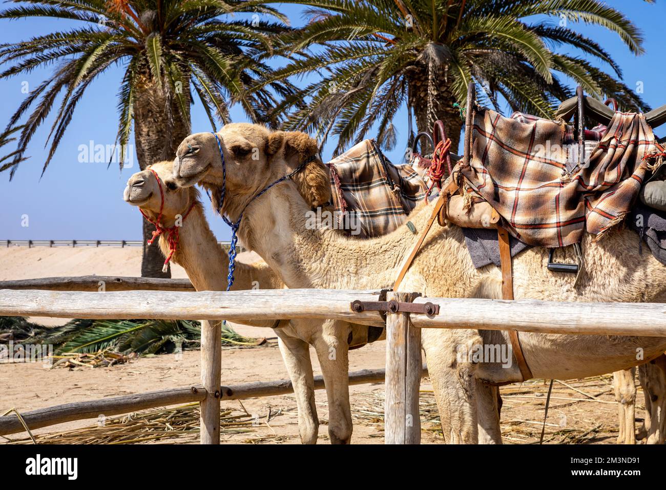 Camel Rides in the Namib Desert in Namibia. Popular tourist attraction ...