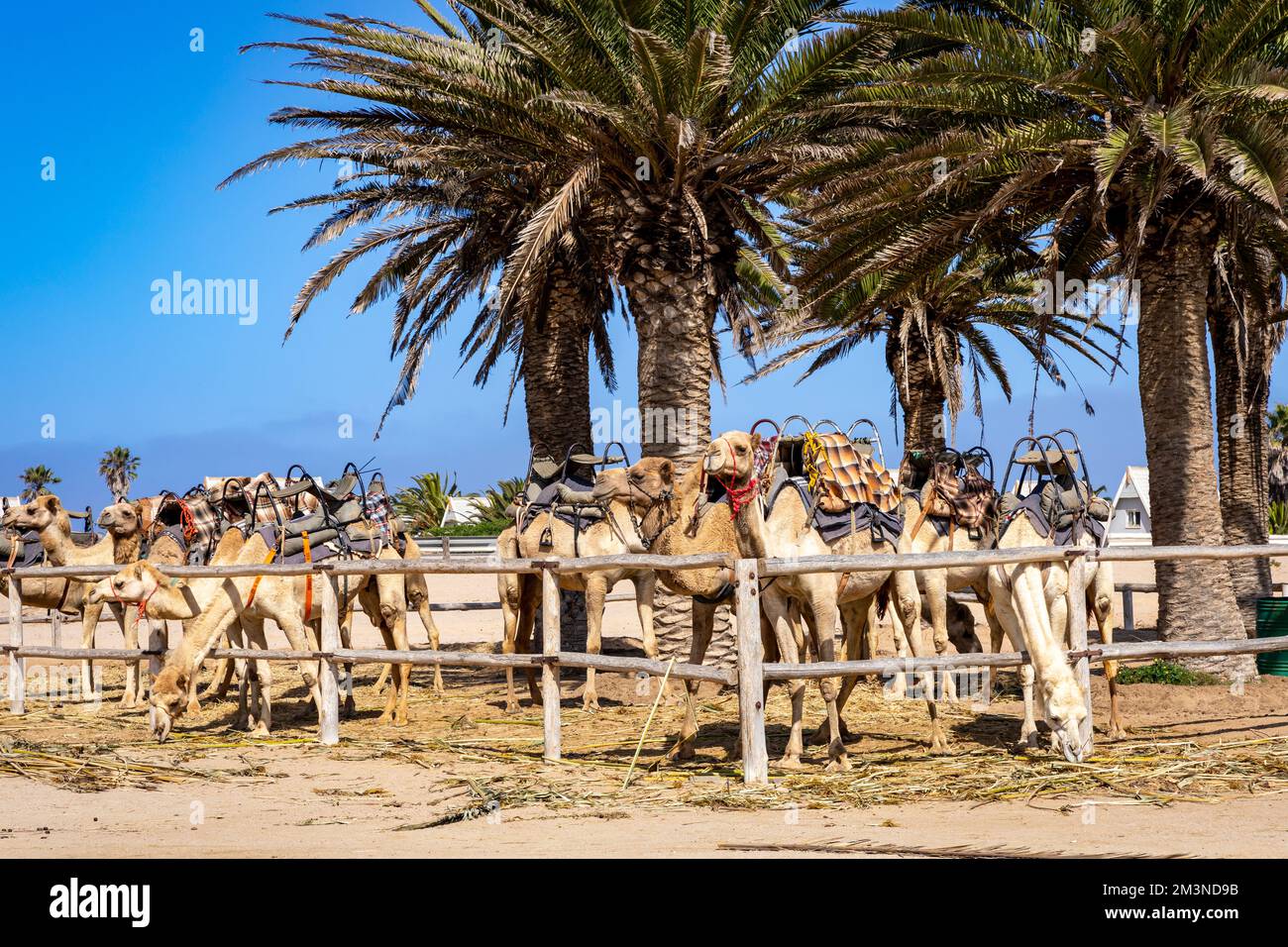 Camel Rides in the Namib Desert in Namibia. Popular tourist attraction ...